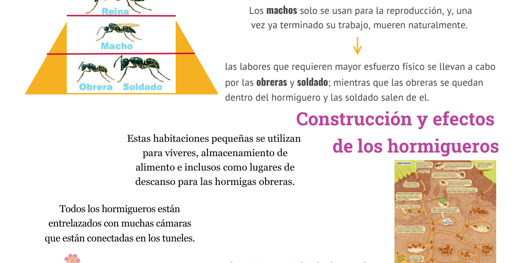 Organización de una colonia de hormigas by Luis Fernando Valdes Mota ...