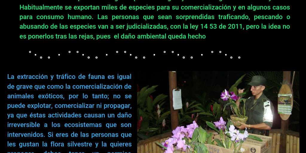Tráfico De Flora Y Fauna Infogram