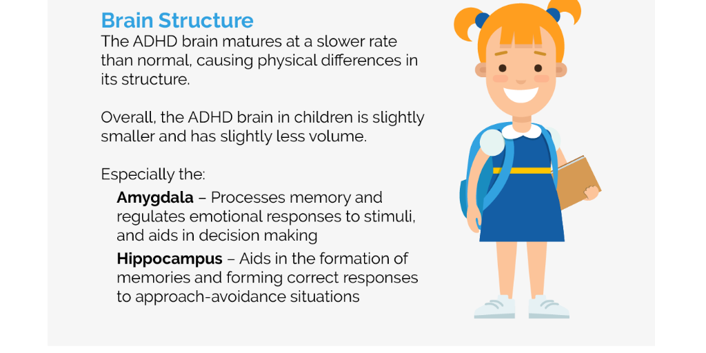 What Happens in the Brain of Someone with ADHD? - Infogram