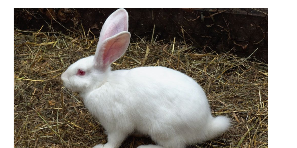 How Lengthy Is A Rabbit Tail? by Ryan smith - Infogram