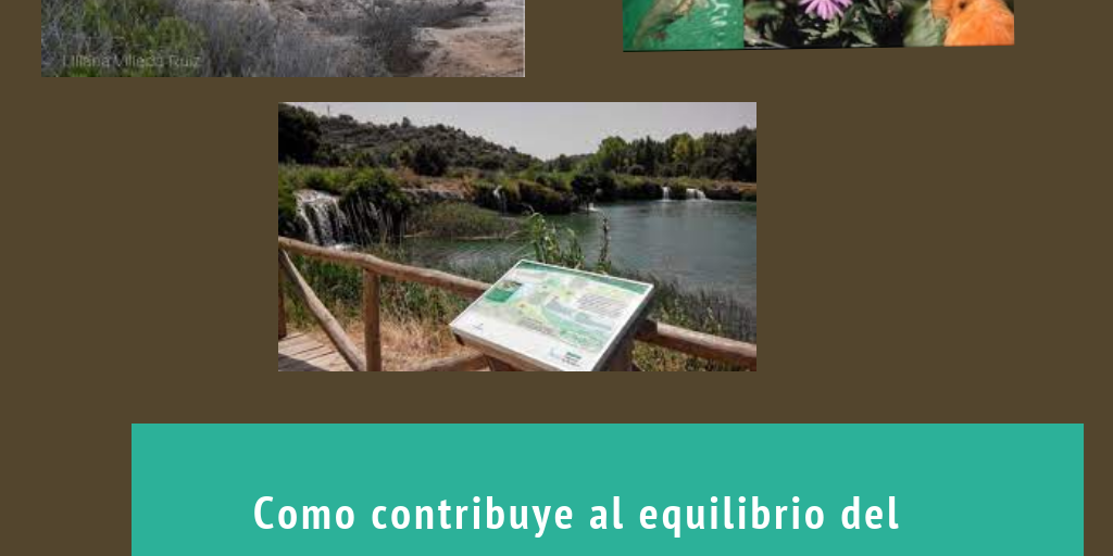 Infografia Convencion Para La Proteccion De Flora Fauna Y Bellezas