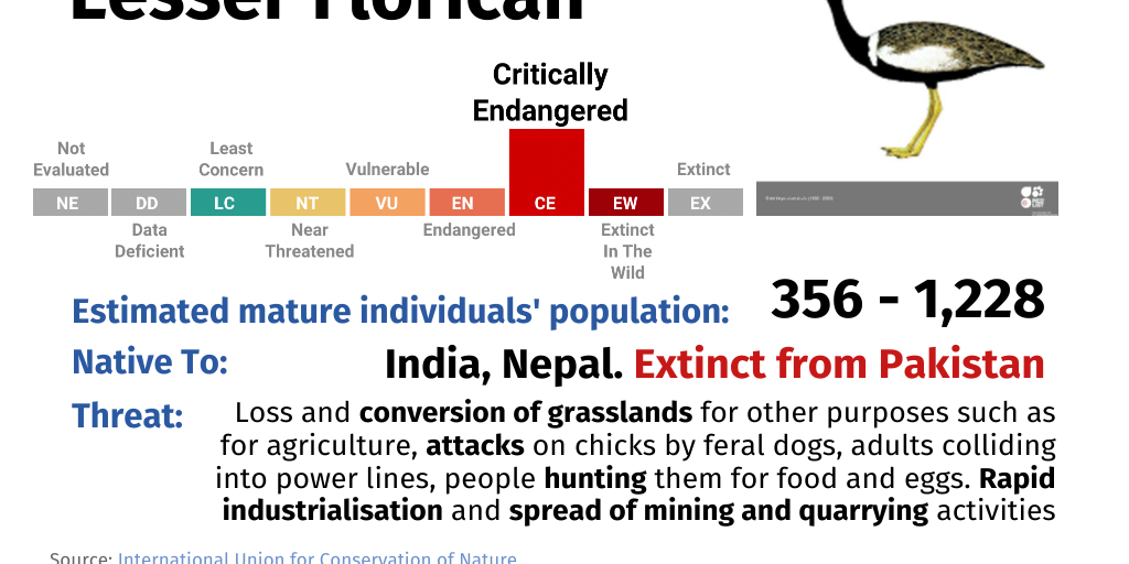 Indigenous Species In India: Lesser Florican - Infogram