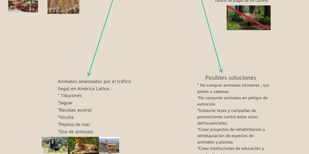 Tráfico De Flora Y Fauna By David Santiago Molina Triana Infogram