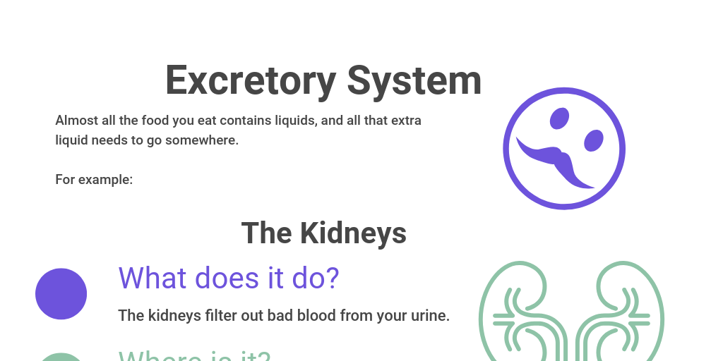 Excretory System Infographic by Shelby Hamilton - Infogram