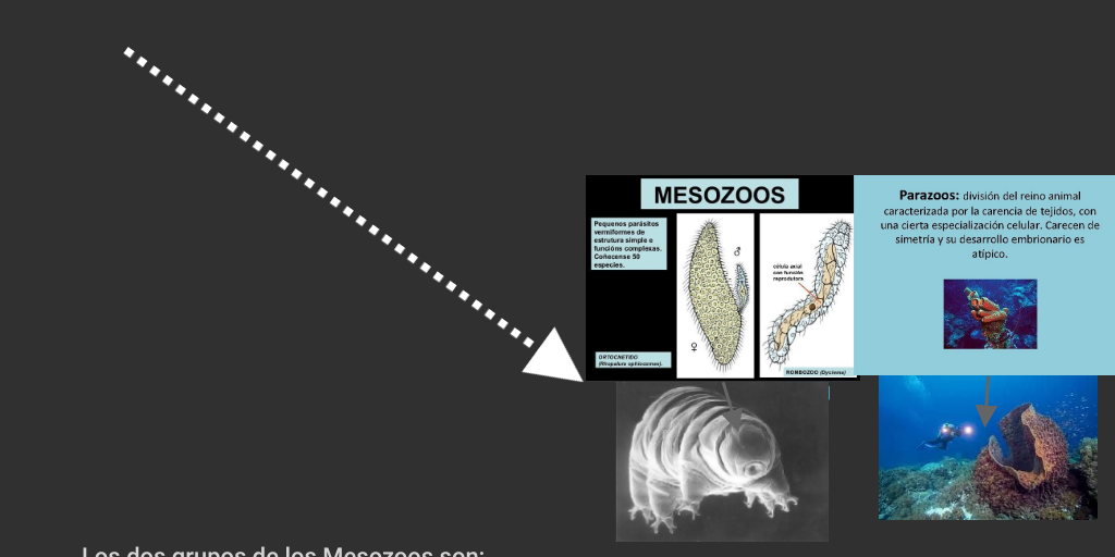 mesozoos y parazoos by Juan Pablo Jimenez Cordero - Infogram