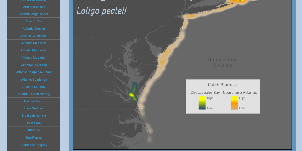 Longfin Inshore Squid by Debra Gauthier - Infogram