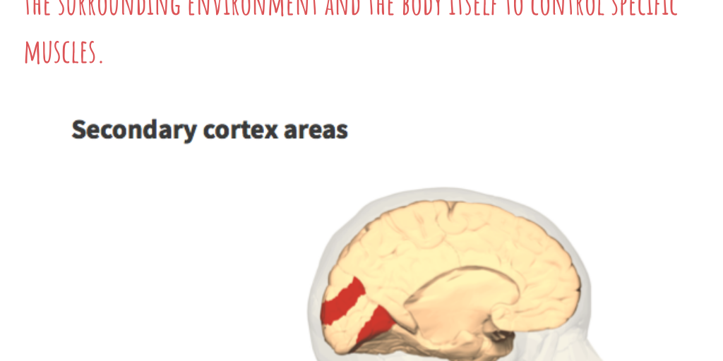 Cerebral Cortex Infographic by Brock Tolson - Infogram