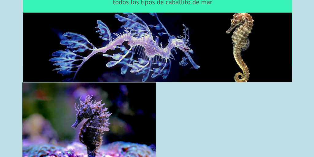 INFOGRAFIA DE EL CABALLITO DE EL MAR - Infogram