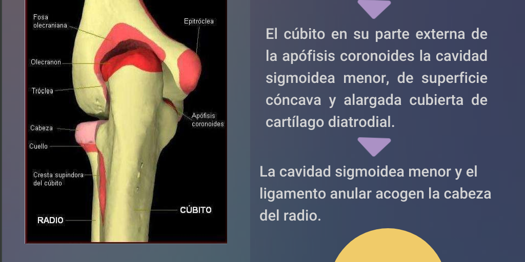 Articulación radiocubital by Maria Chacón - Infogram