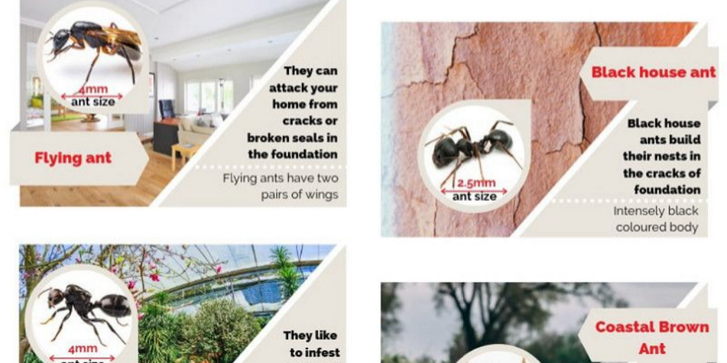 Common Australian Ant Species and Where They Live - Infogram
