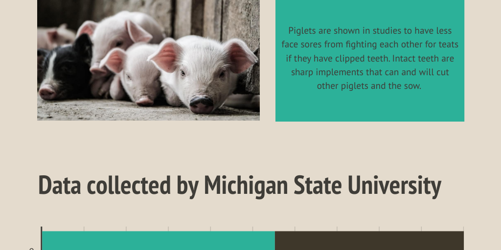 pig clipping vs unclipped by Rachael Cook - Infogram