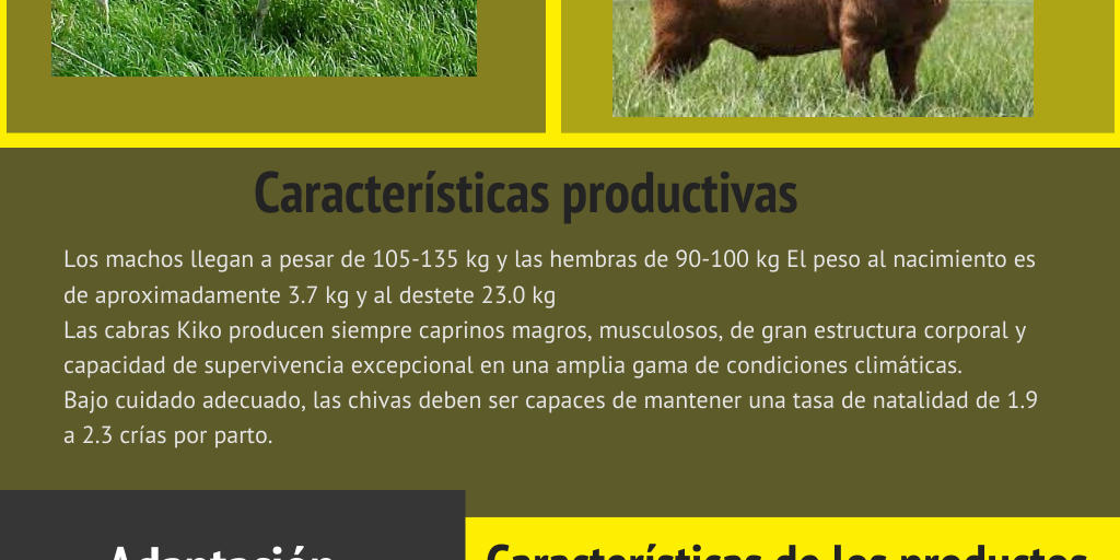 Infografía Kiko by carlos angeles - Infogram