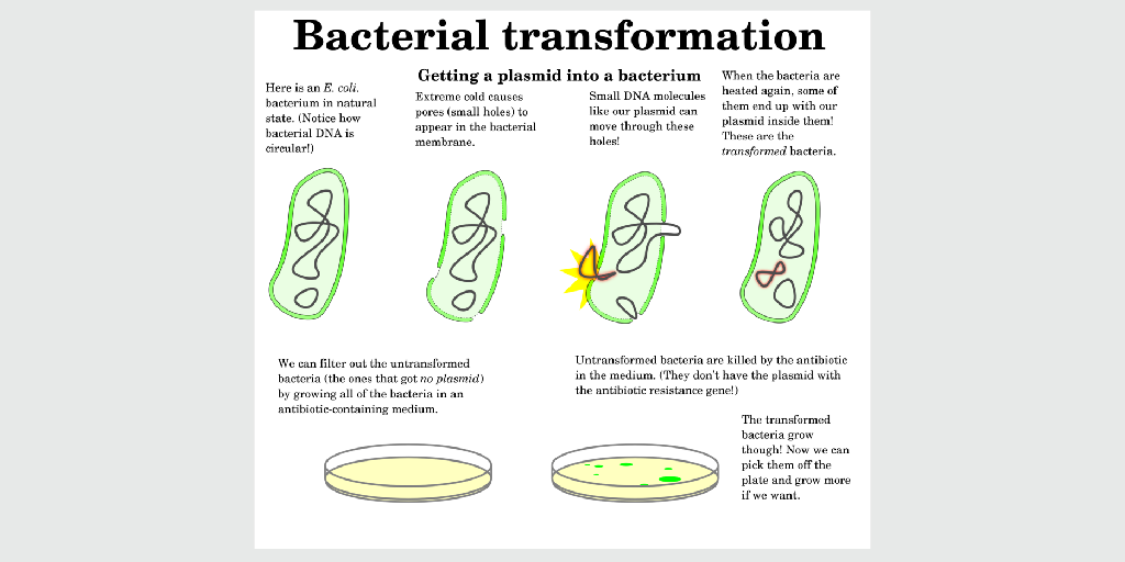 Bacterial Transformation by Kiley Fetherston - Infogram