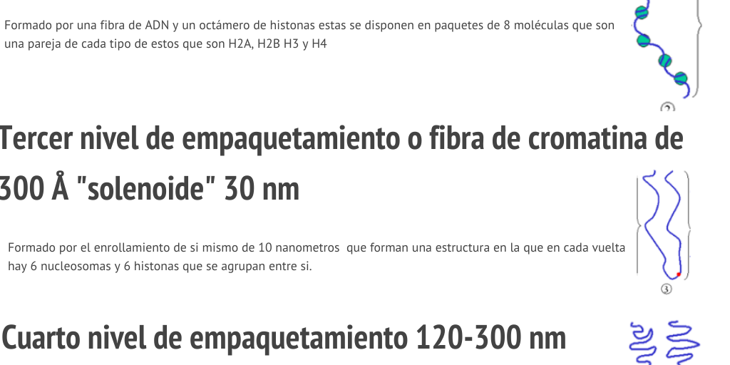 estados de compactación del ADN de una célula eucariota. by Mishell Rosa Elvira Ciprian Jimenez ...