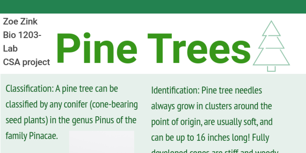 Pine tree infographic - Infogram