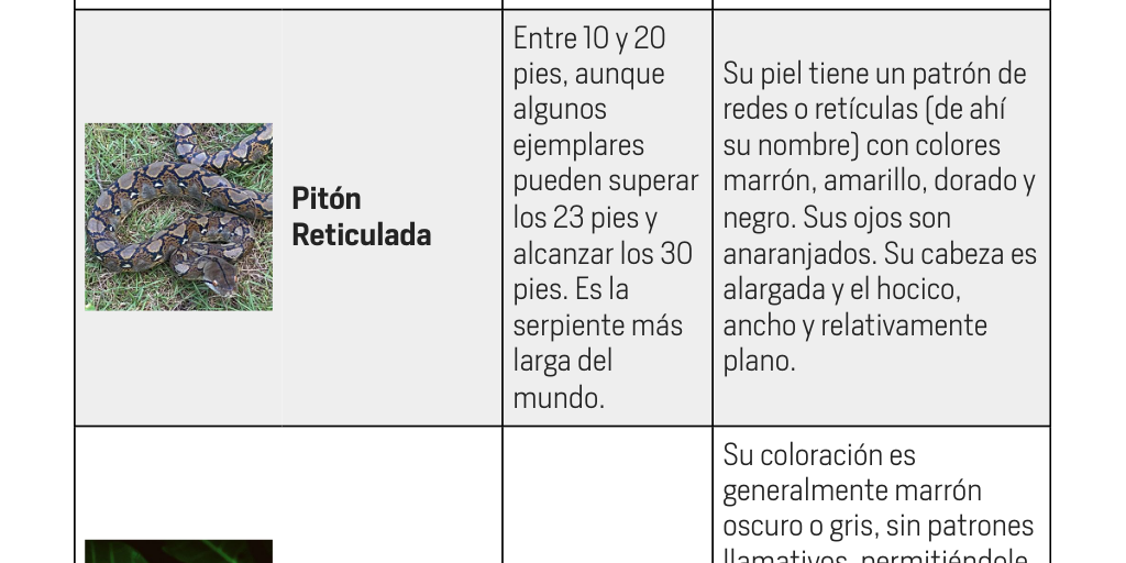 ¿Cómo diferenciar la boa constrictora, la pitón reticulada y la boa ...