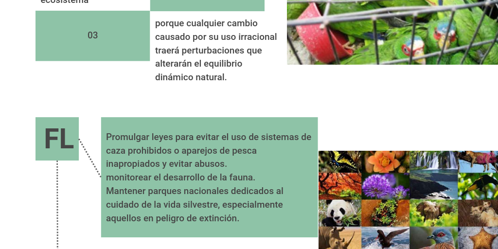 Trafico De Flora Y Fauna Infogram