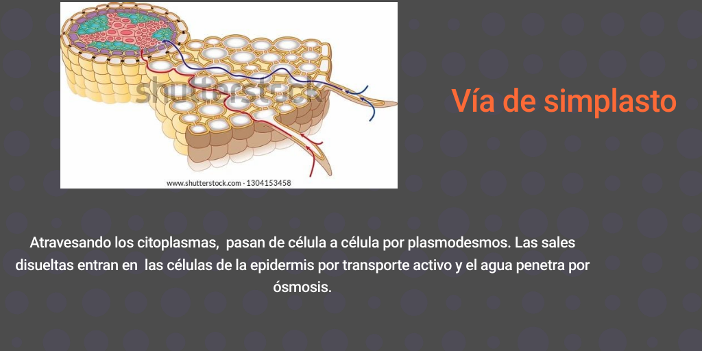 vía apoplasto y simplasto by Favio Trujillo - Infogram