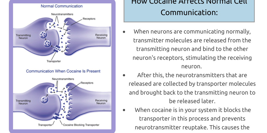 Cocaine AP Bio Project - Mackenzie Devlin by Bridget Flanagan - Infogram