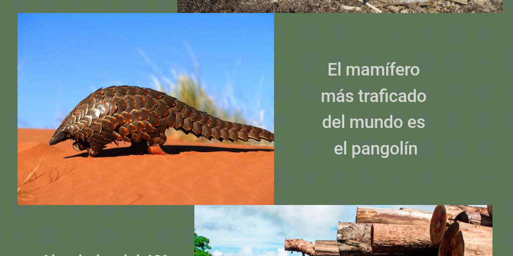 Infografía Del Tráfico Ilegal De Flora Y Fauna By Paula Parra Infogram