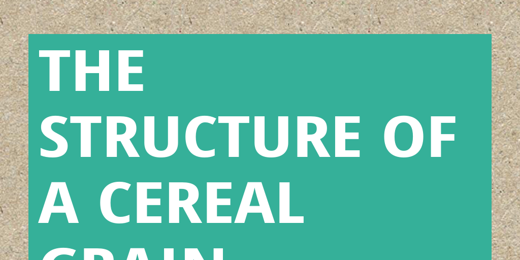 The Structure of a Cereal Grain by escamporlino - Infogram