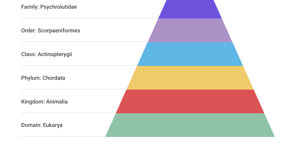 Blobfish Taxonomy by Anthony Olea-Romo - Infogram