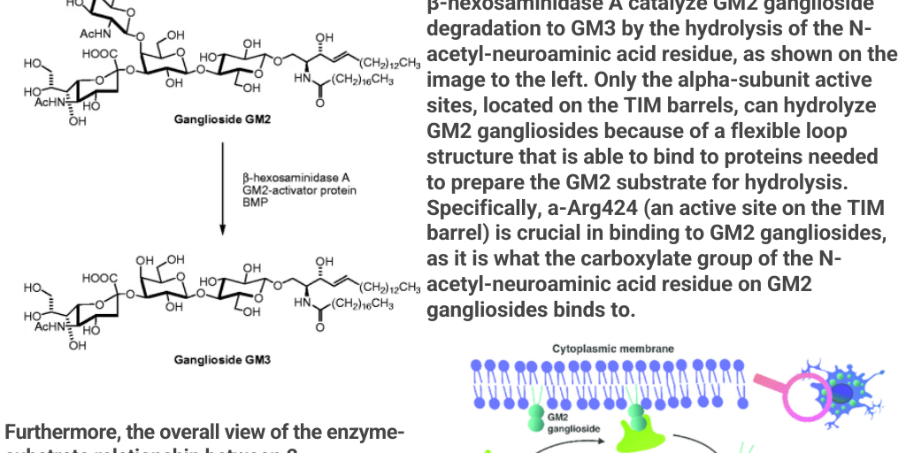 Biochemistry infographic by Evan Schreier - Infogram