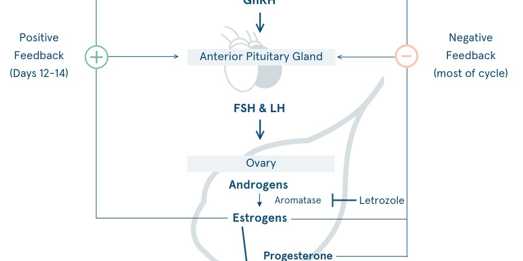 The Hypothalamic-Pituitary-Gondal Axis by Fertility IQ - Infogram