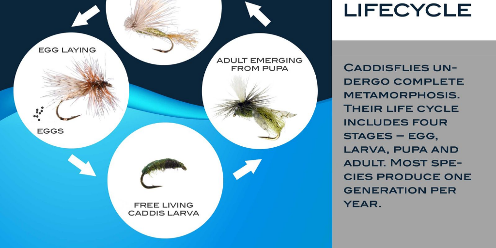 Caddis Fly Life Cycle by RiverBum RiverBum - Infogram