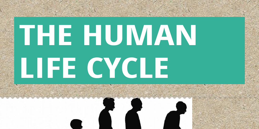 The Human Life Cycle - Infogram