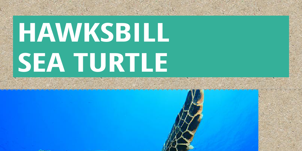 hawksbill sea Turtle by Rohan Gupta - Infogram