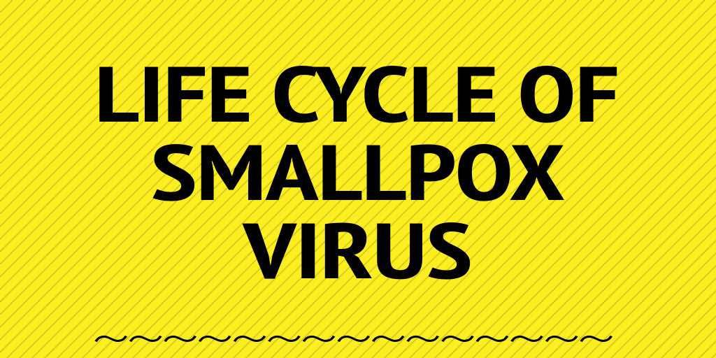 Life Cycle Of Smallpox Virus - Infogram